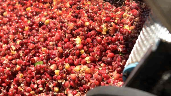 Šta je fermentacija? - CAFFICO